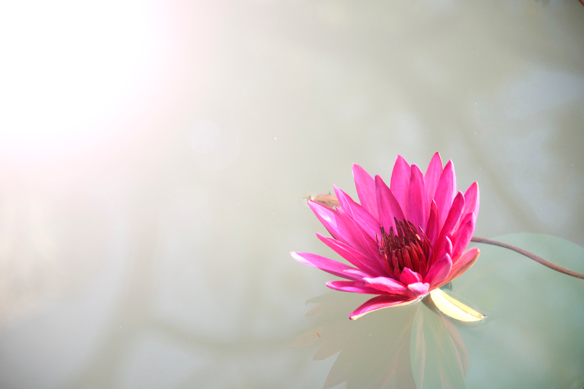 The Many Benefits Of Yoga And Meditation For Seniors And Caregivers the-many-benefits-of-yoga-and-meditation-for-seniors-and-caregivers